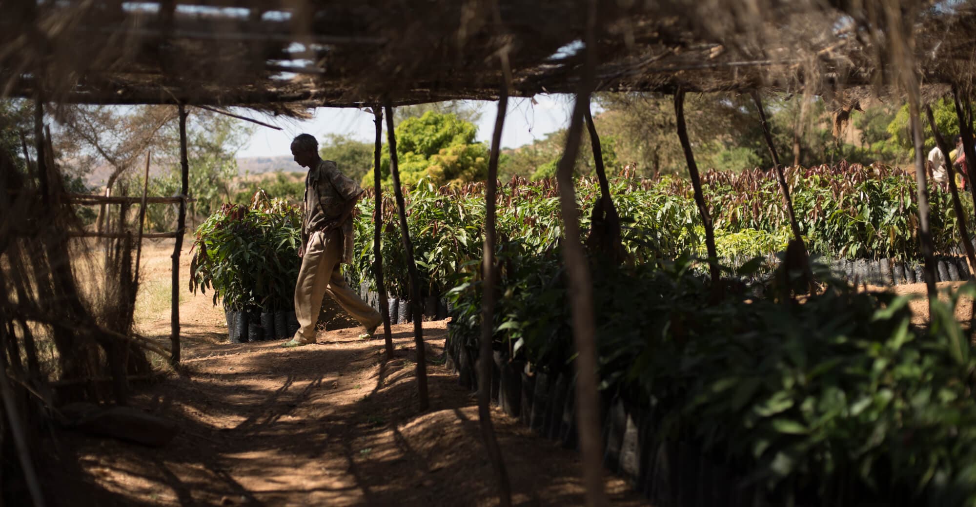 Plant trees for free while you shop - Freetree