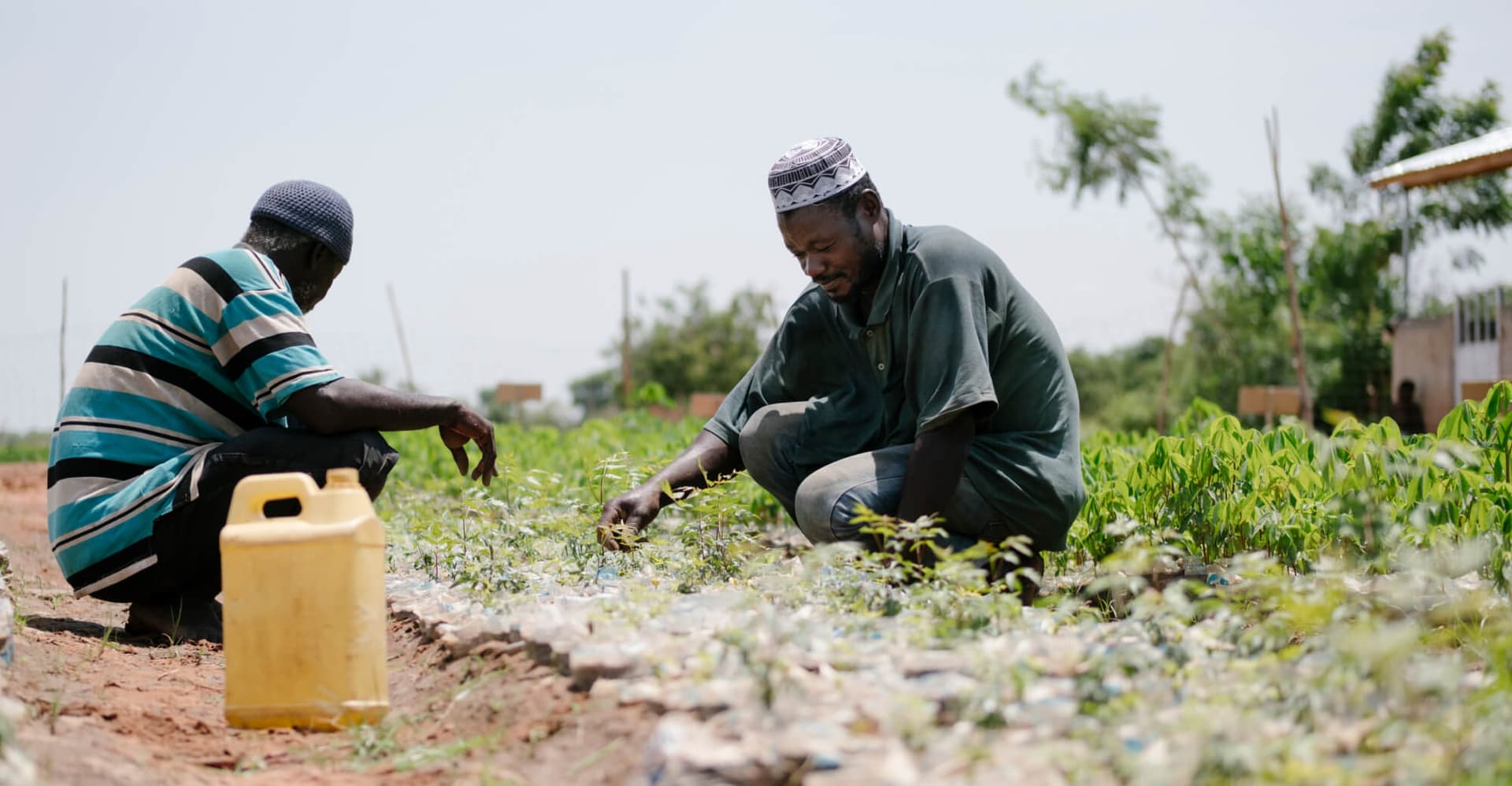 Plant trees for free while you shop - Freetree