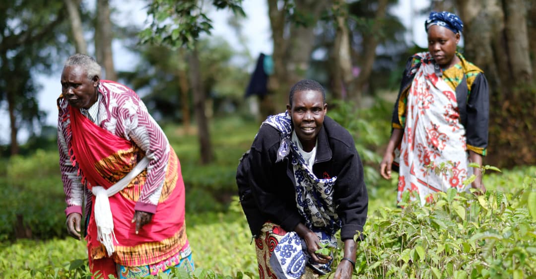 Plant trees for free while you shop - Freetree